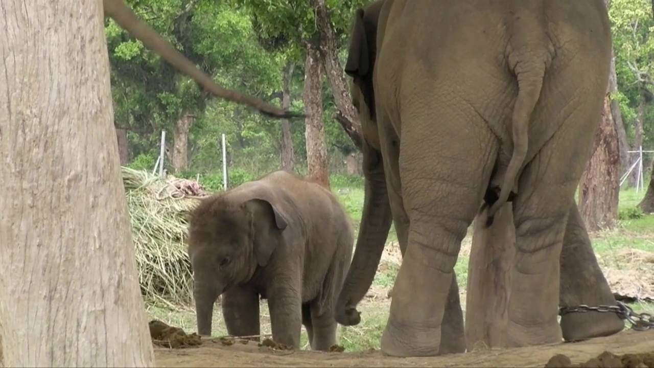 Elephant Breeding Center - YouTube