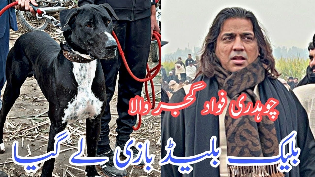Black Baldde Bully Kutta Owner Ch Fawad Ali Gujjar Champion Bully Dog ...