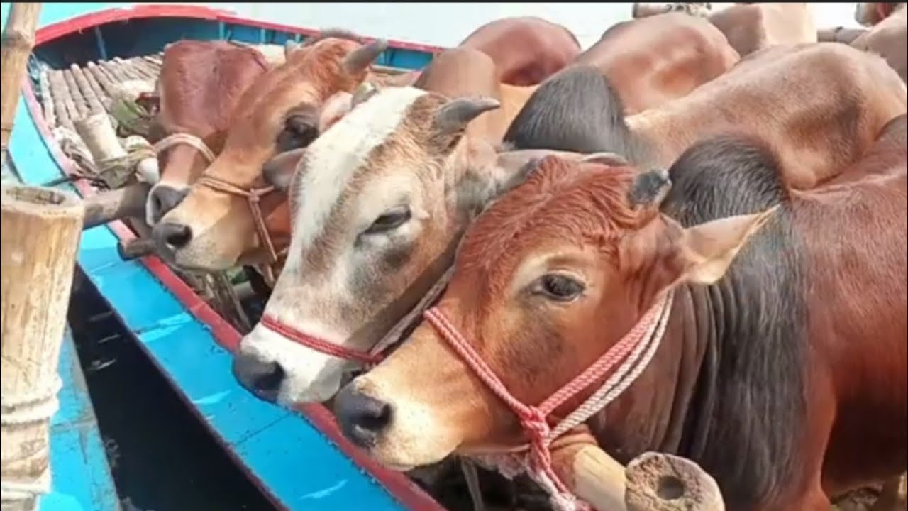 cow unloading,best cow unloading video cow loading and unloading - YouTube