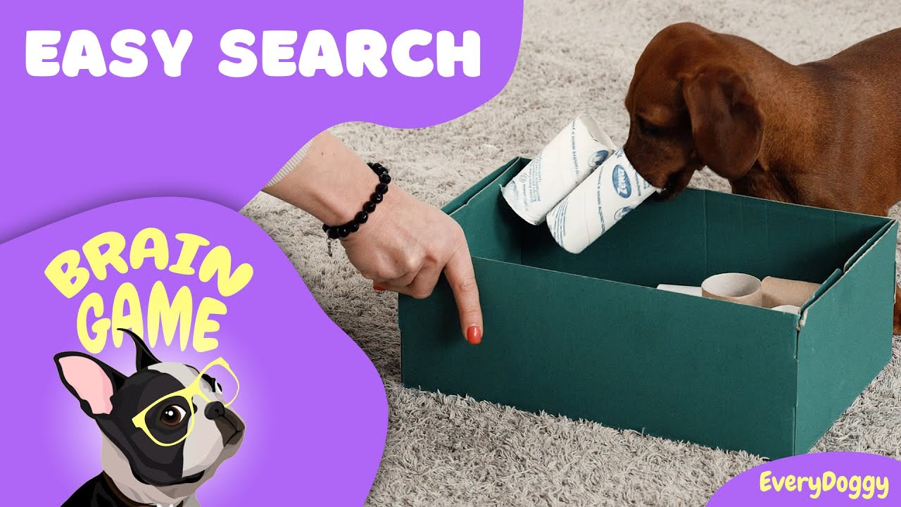 Brain Games For Puppies And Dogs Easy Search DIY EveryDoggy YouTube brain-games-for-puppies-and-dogs-easy-search-diy-everydoggy-youtube