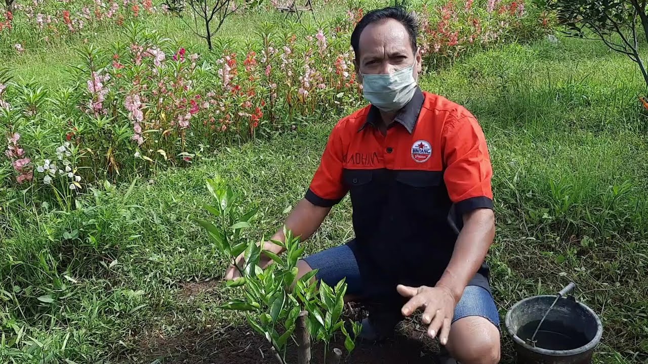 PENYAKIT JERUK CVPD SEMBUH TOTAL HANYA GUNAKAN SABUN MANDI⚛️⚛️⚛️ - YouTube