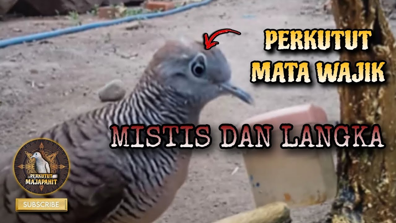 Kental Aura Mistis, Perkutut Lokal Mata Wajik Unik Dan Langka ...