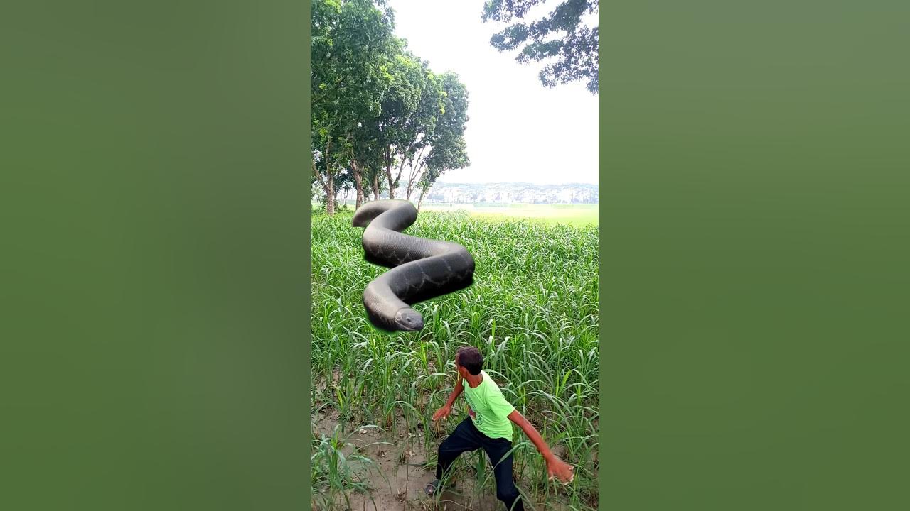 Anaconda Snake P29 #shorts#snake#python#snakes#nagin#anaconda #bigsnake#anacondasnake#bigpython# ...