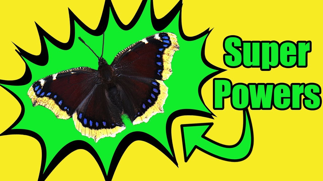 8 Amazing Facts About the Mourning Cloak Butterfly - YouTube
