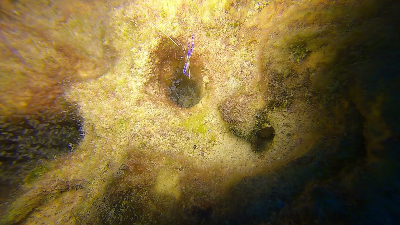 Blue Cleaner Shrimp - YouTube