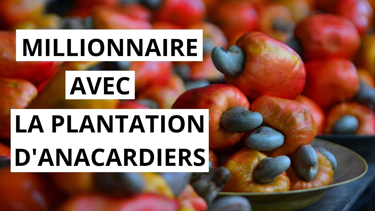 Devenez MILLIONNAIRE Avec Les Anacardes ! - YouTube
