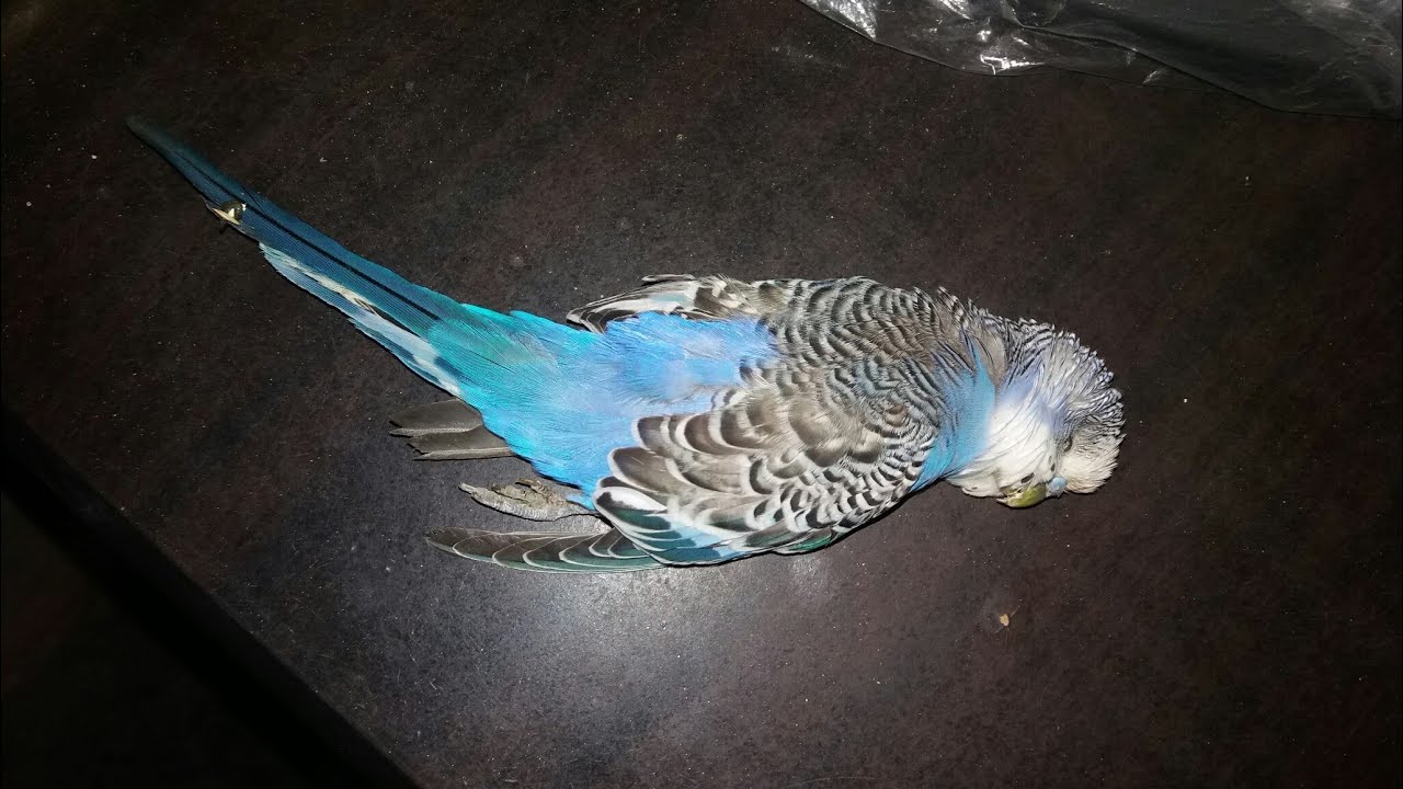 PERIQUITO AUSTRALIANO MORTO - YouTube