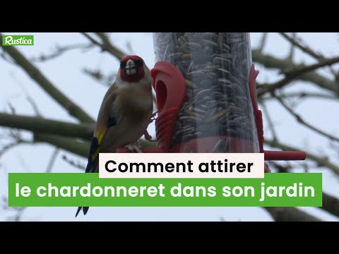 Comment attirer le chardonneret dans votre jardin