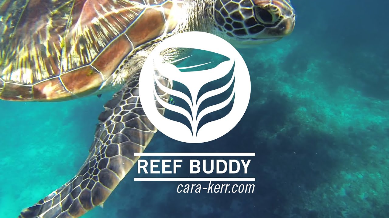 Reef Buddy (Green Sea Turtle) Koh Similan Thailand - YouTube