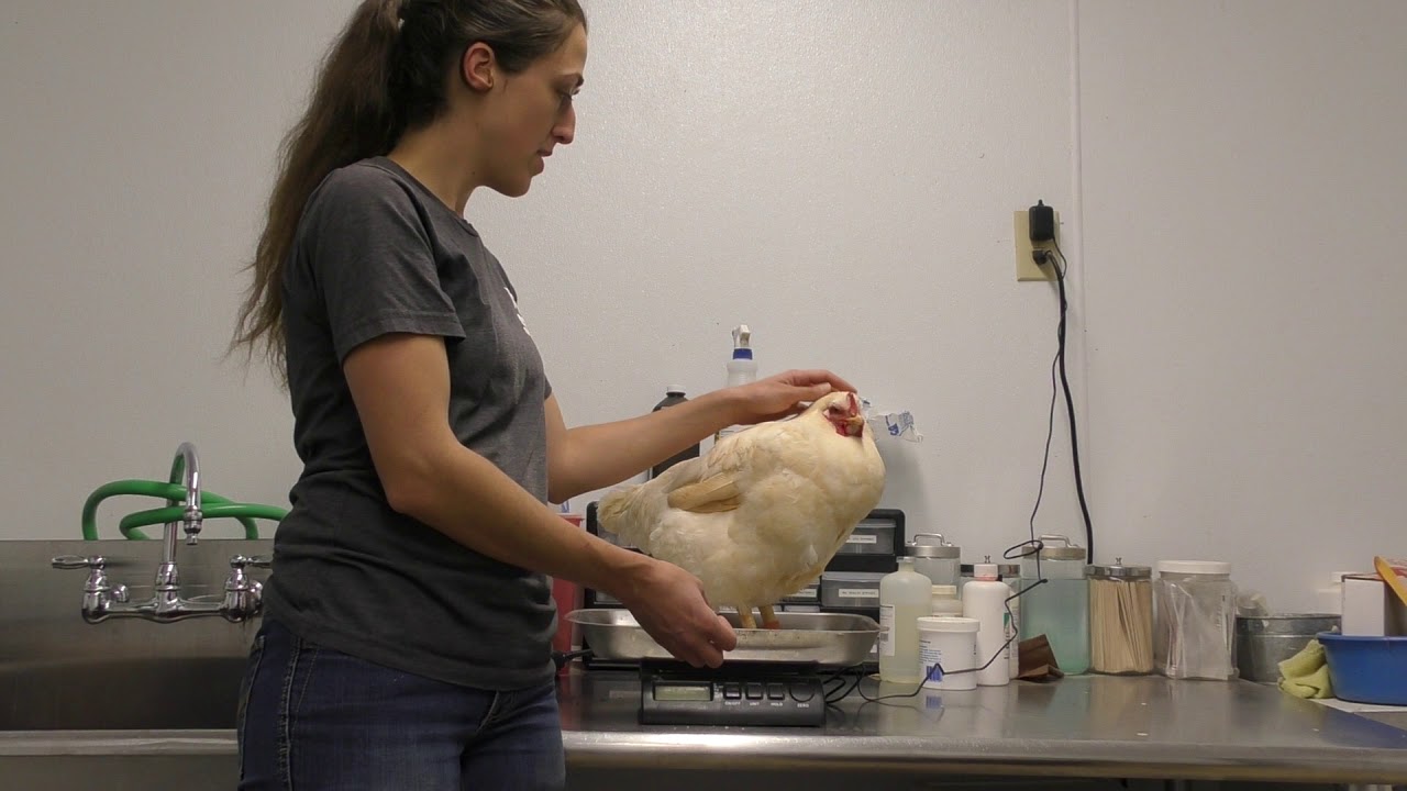 Chicken Health Checks - YouTube