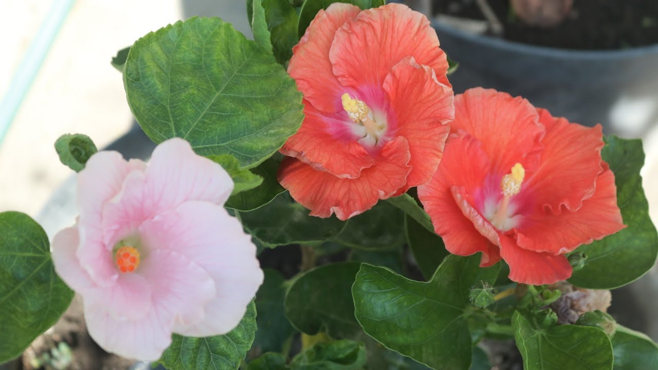 Jual bibit bunga sepatu 75 varian warna - YouTube