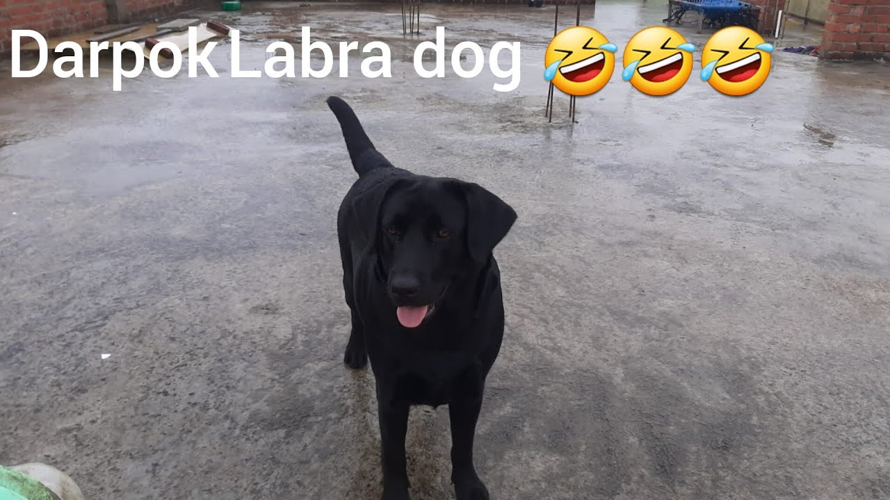 labra dog 😱😱😱😱😱😱😱😱😱 play time #longvideo #viral #video #trending #labra ...