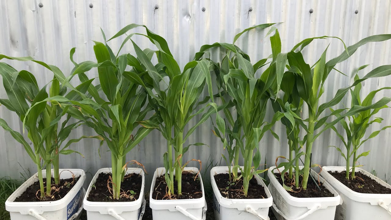Growing Corn from Small Pot to Plastic Container - YouTube