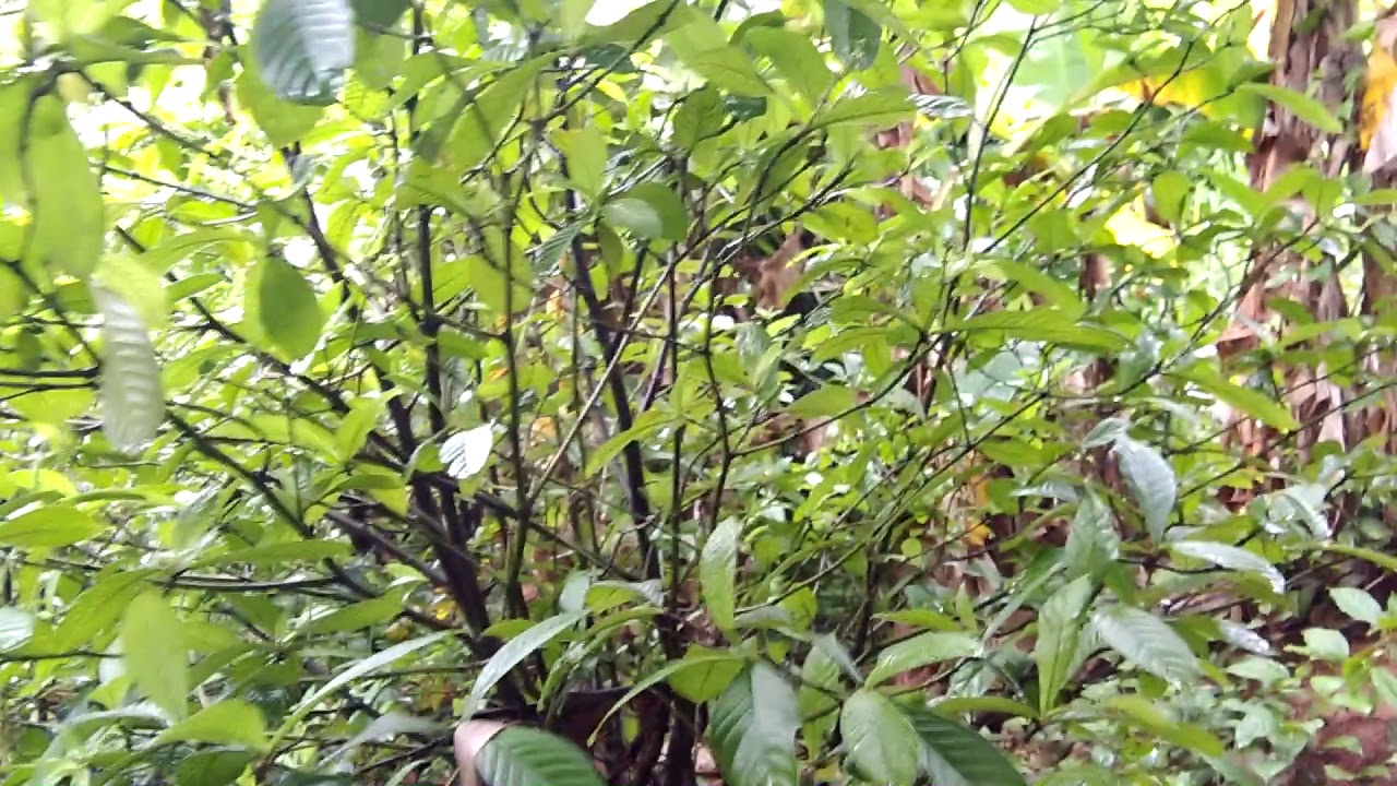 O QUE É A CHACRONA? - Psychotria viridis? - YouTube