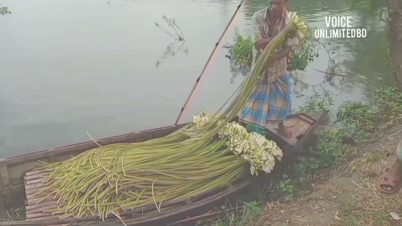 ami mela theke tal patar ak bashi kine enechi.bashi koi ager moto ...