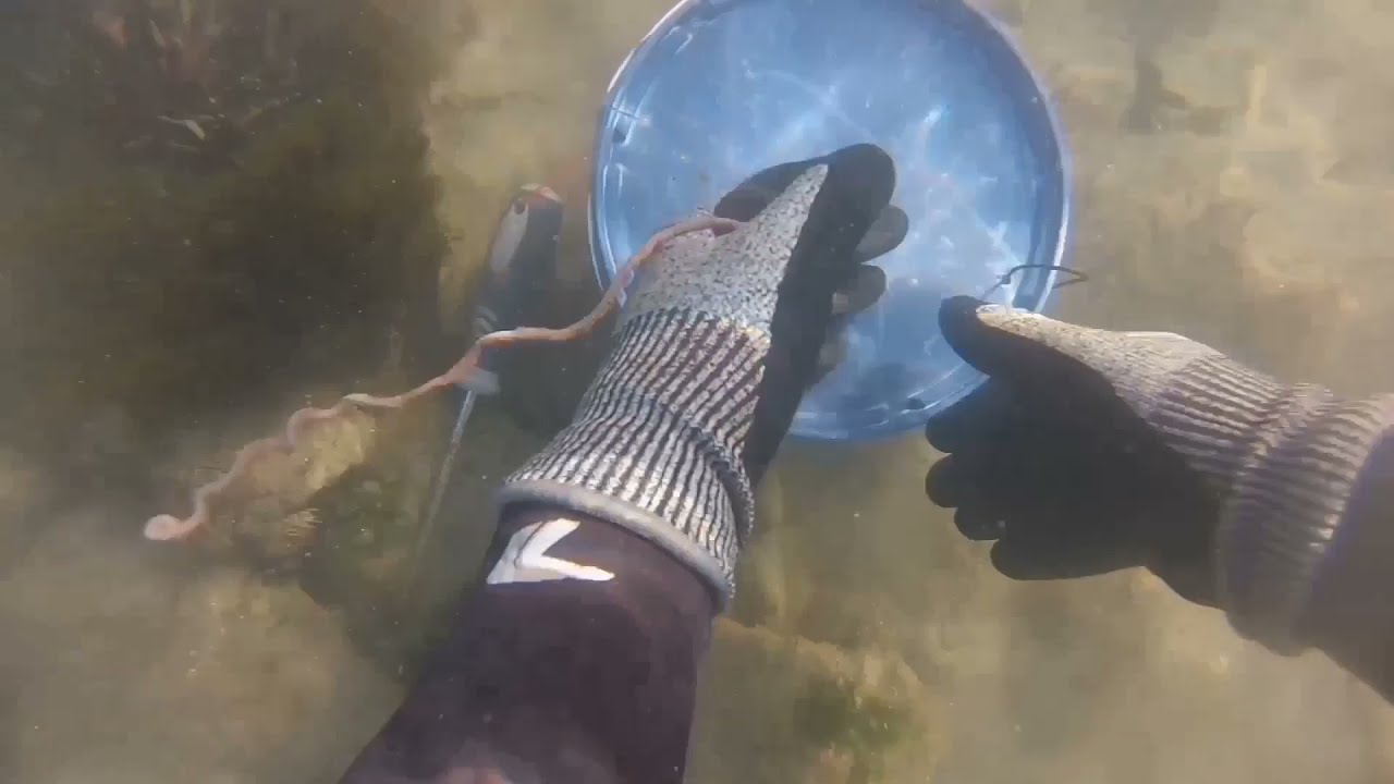 vers de sable - YouTube