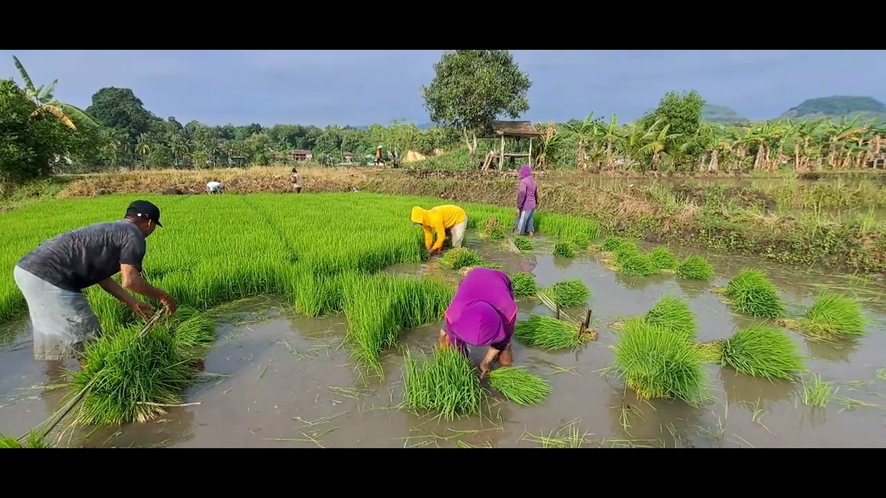 Proses MASSISI (Bugis), Untuk Persiapan Masa Tanam, Besok Pagi - YouTube