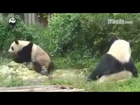 cute panda is sneezing !!! funny
