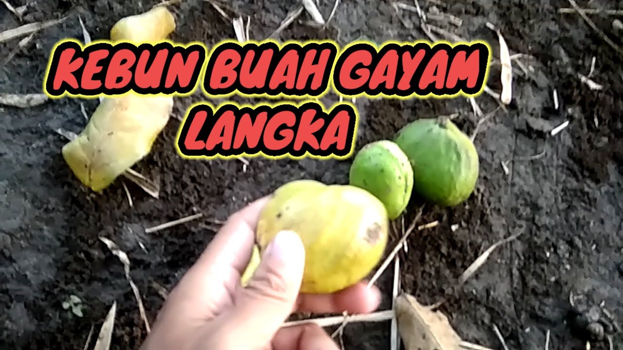 Pohon buah gayam langka - YouTube