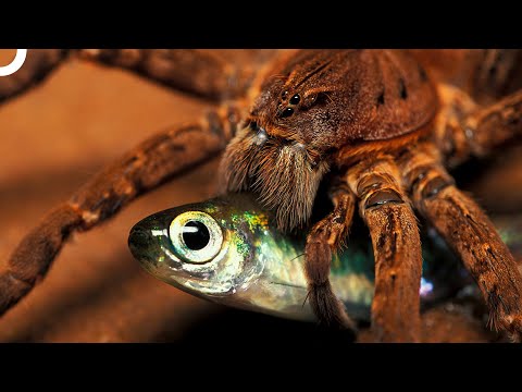 Zehirli Krallığın Egzotik Sakinleri: En Zehirli Canlılar | 2. Bölüm | Zehirli Hayvan Belgeseli