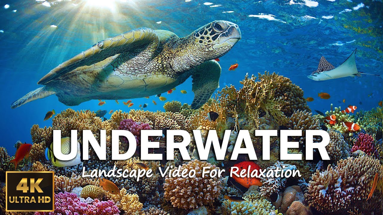 3 HOURS Stunning 4K Underwater footage + Music - Nature Relaxation ...