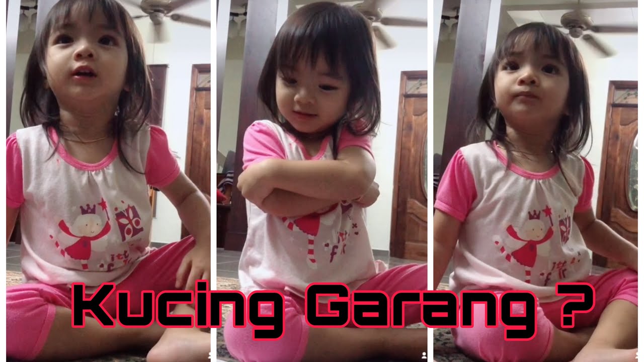 Yaya atau Kucing yang garang ? - YouTube