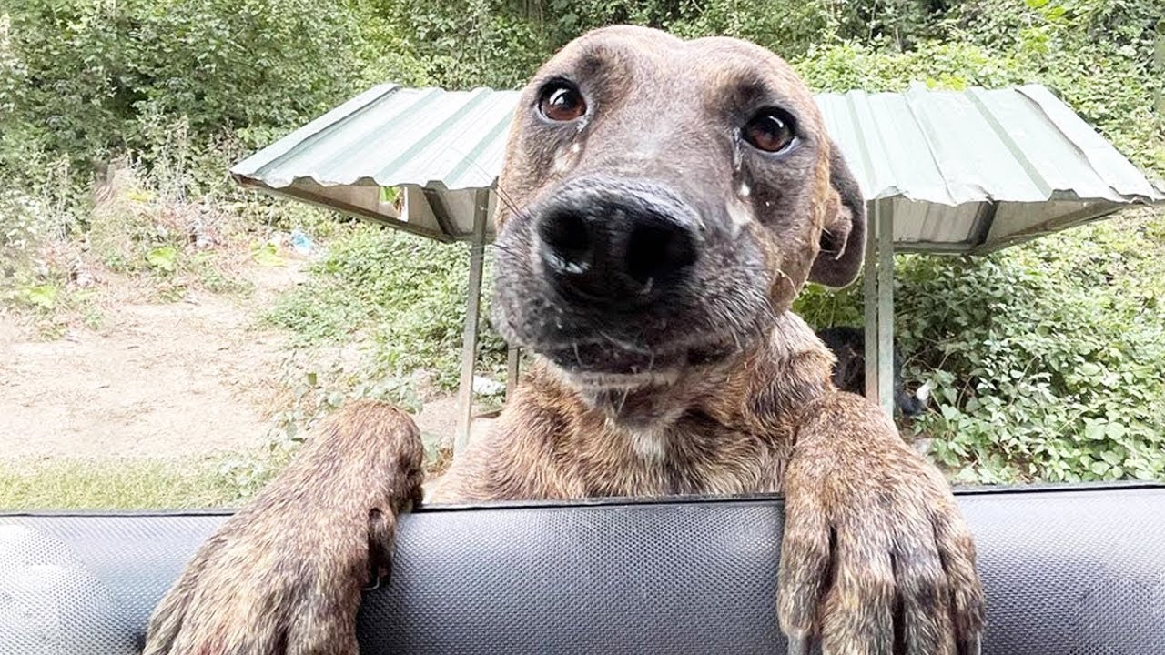 The Weeping Mother Dog Who Hurried Into My Car to Seek Assistance - YouTube
