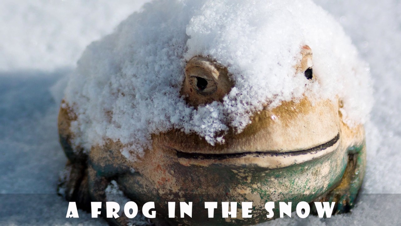 A Frog In The Snow - YouTube