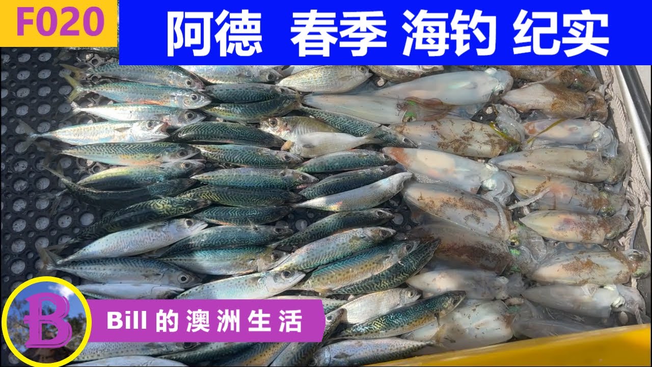 鱼获颇丰的一次海钓 | 阿德海钓 | Squid, Mackerel, Trevally, Tommy, Garfish, Blue crab ...