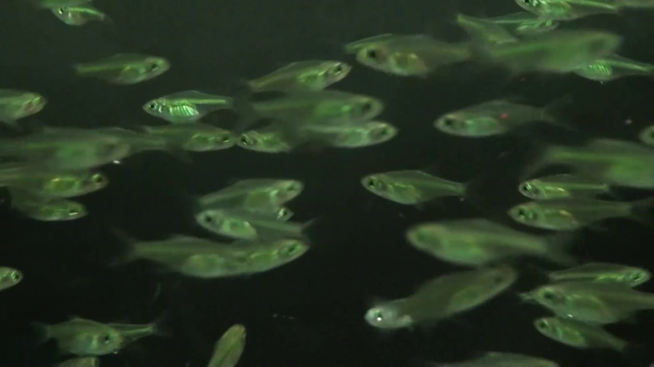 Neon Green Rasbora, Microdevario Kubotai - YouTube