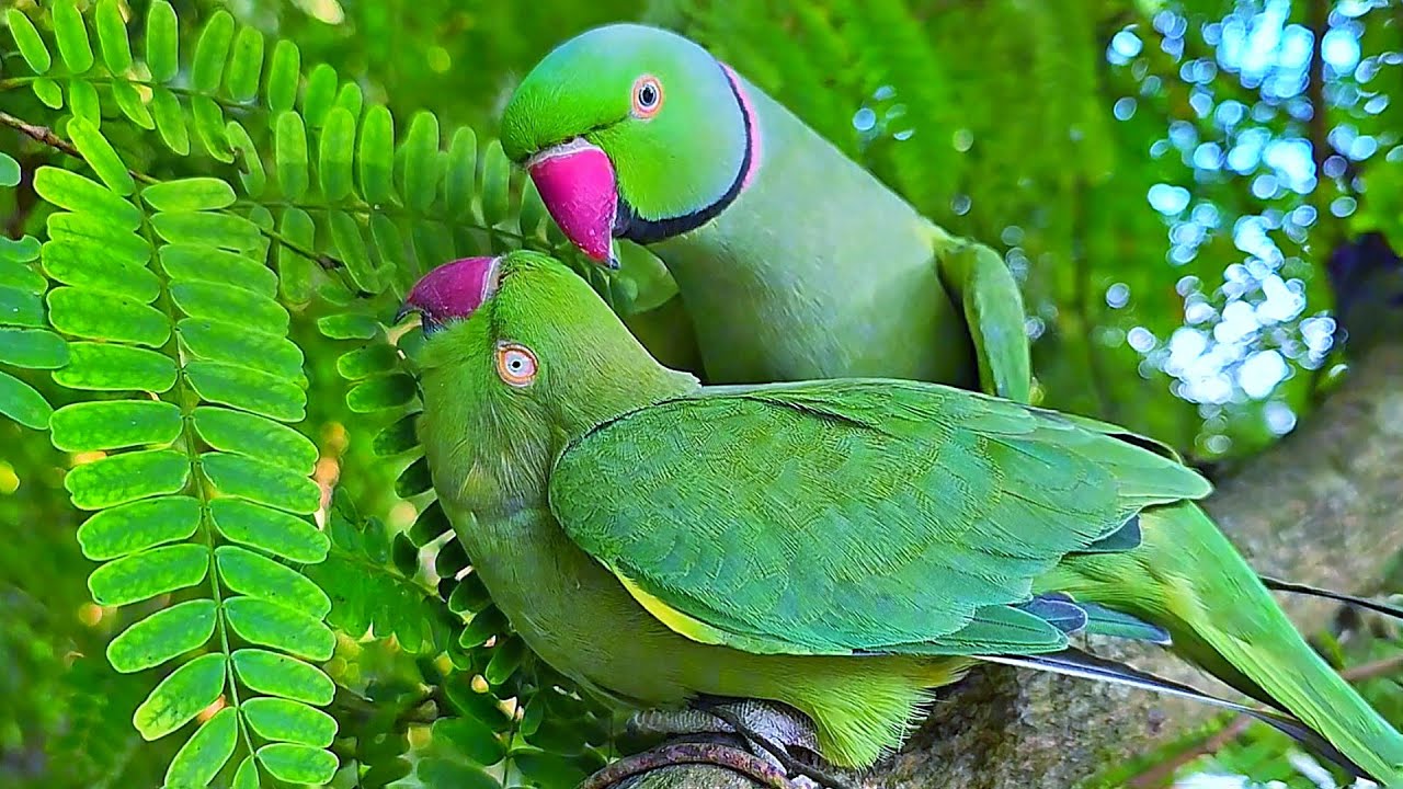Ringneck Parrot Mating - YouTube