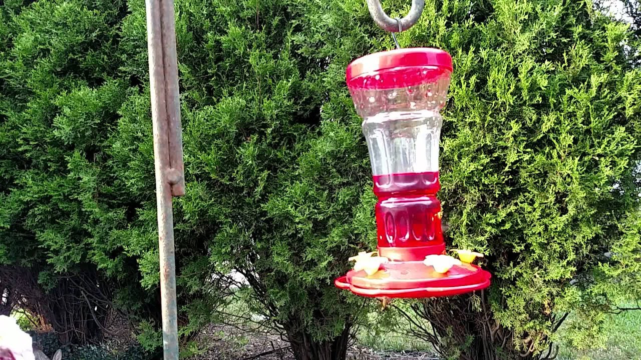 Tuesday Hummingbird (Slow Motion) - YouTube