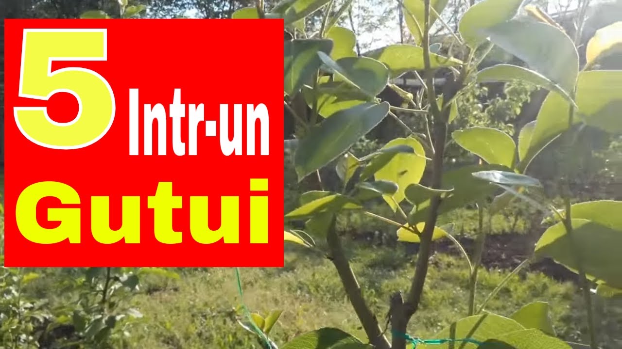 5 Soiuri de Pere in Gutui, Maicuta, Milenium, Napoca, Nashi, Cure - YouTube