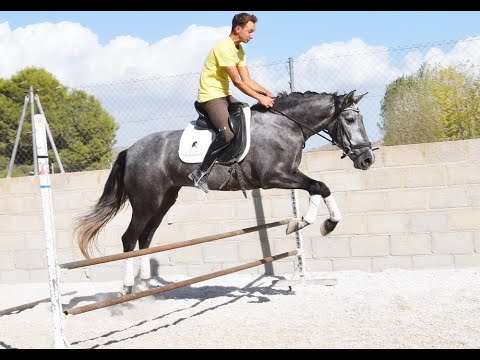 Elegante SMR - 10 2025 springen - www.elegante-andalusier.com - YouTube