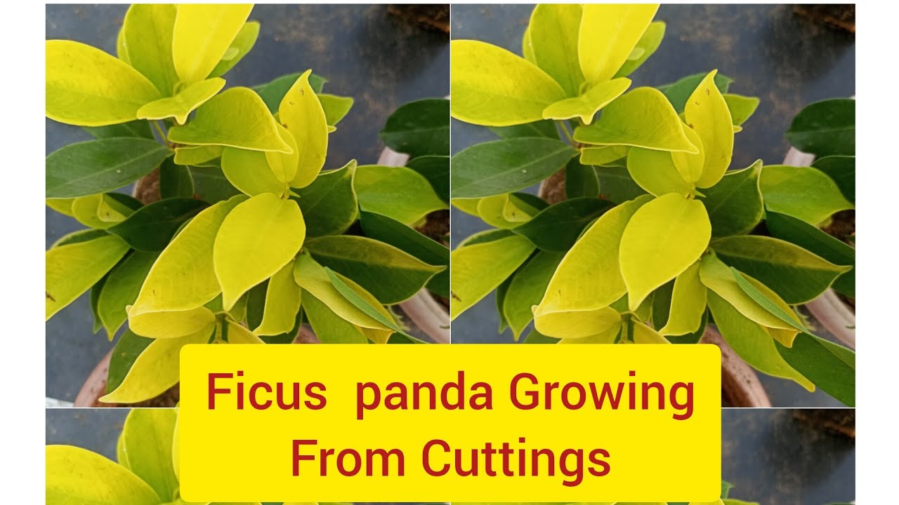 Easy propagation technique of Ficus plant by Cuttings - YouTube