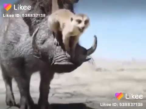 Pirikol simba