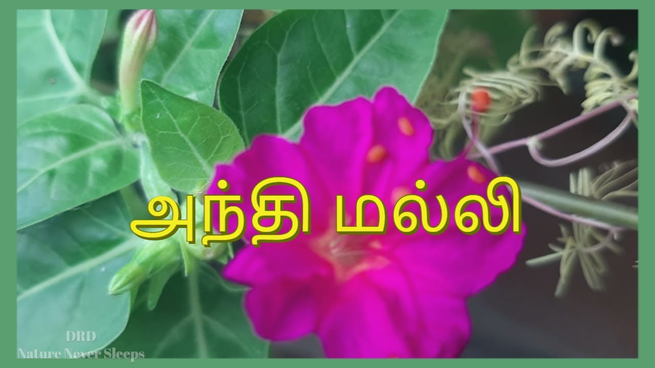 Andhi Malli From Our Balcony | அந்தி மல்லி | அந்திமந்தாரை - YouTube