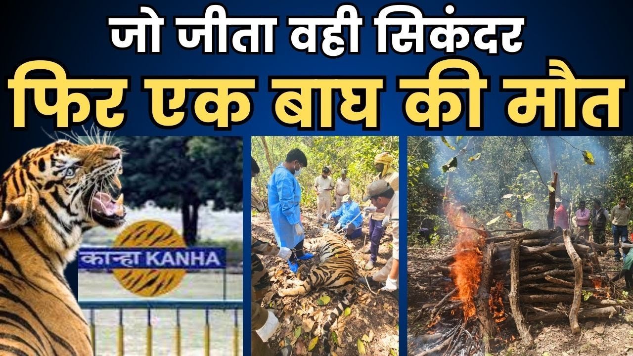 MP Kanha National park : जो जीता वही सिकंदर... फिर एक Tigar की मौत ...