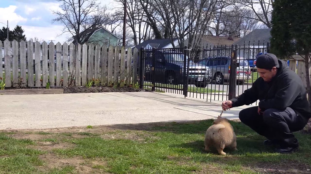 Training a Chow chow puppy - YouTube