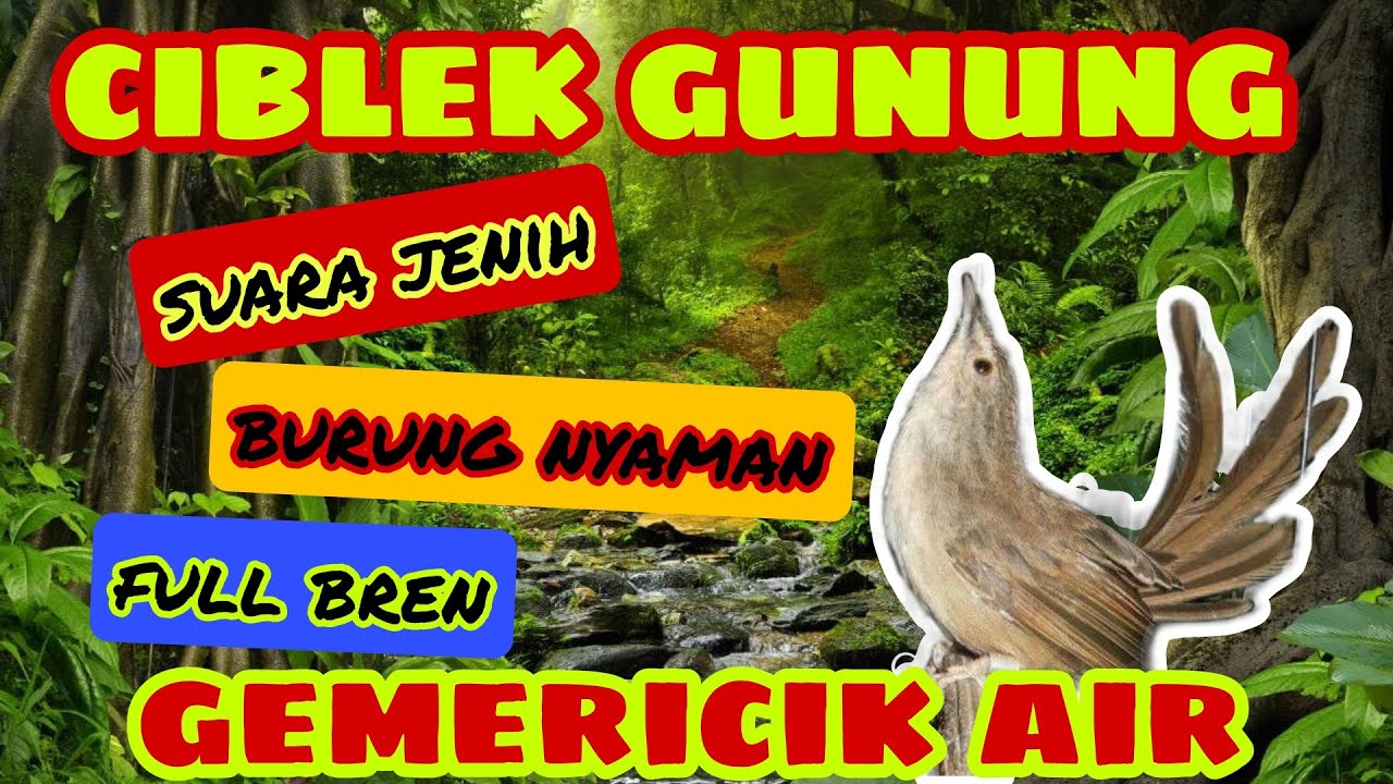 SUARA BURUNG CIBLEK GUNUNG DENGAN TERAPI GEMERICIK AIR || UNTUK ...
