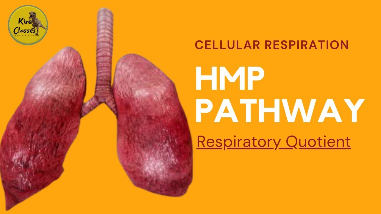 HMP Shunt Pathway Easy Way to Remember | PPP Pathway | Respiratory ...