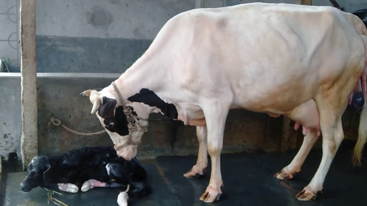 ২য় বিয়ানের Rani shankar cow\গাভী বাচ্চাসহ বিক্রী করা হবে । বিস্তারিত ...