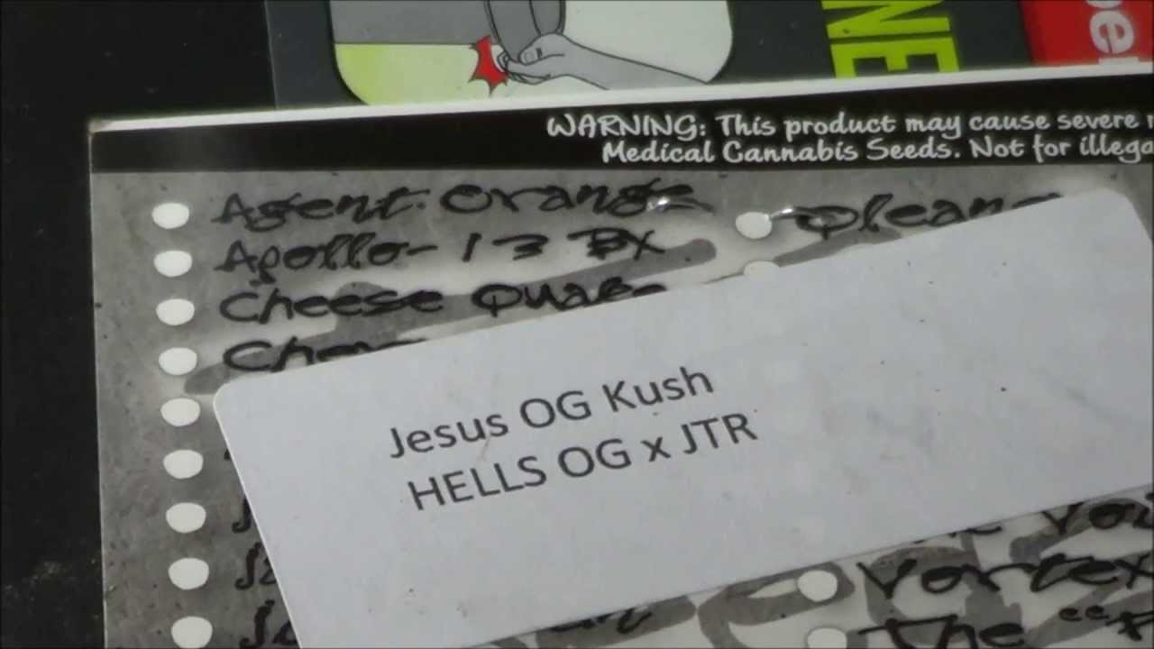 JESUS OG KUSH ~ Hells Og x JTR!!!! - YouTube