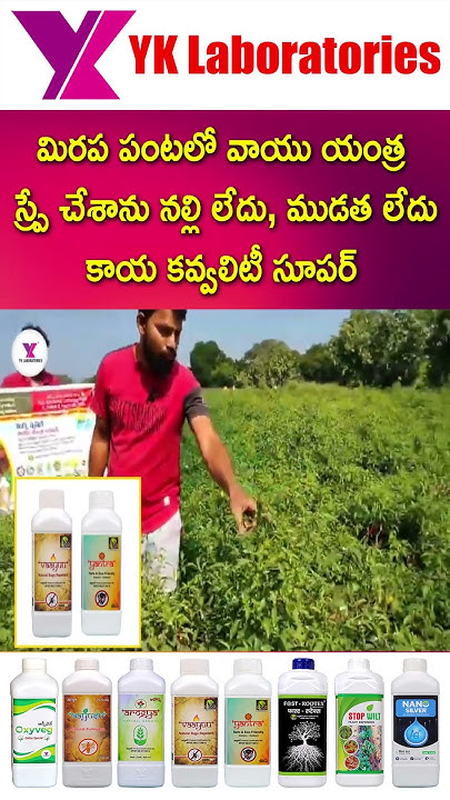 #Vaayuu #Yantra మిరపలో వాయు యంత్ర స్ప్రే చేశాను నల్లి లేదు , ముడత లేదు కాయ కవ్వలిటీ సూపర్ | YK ...