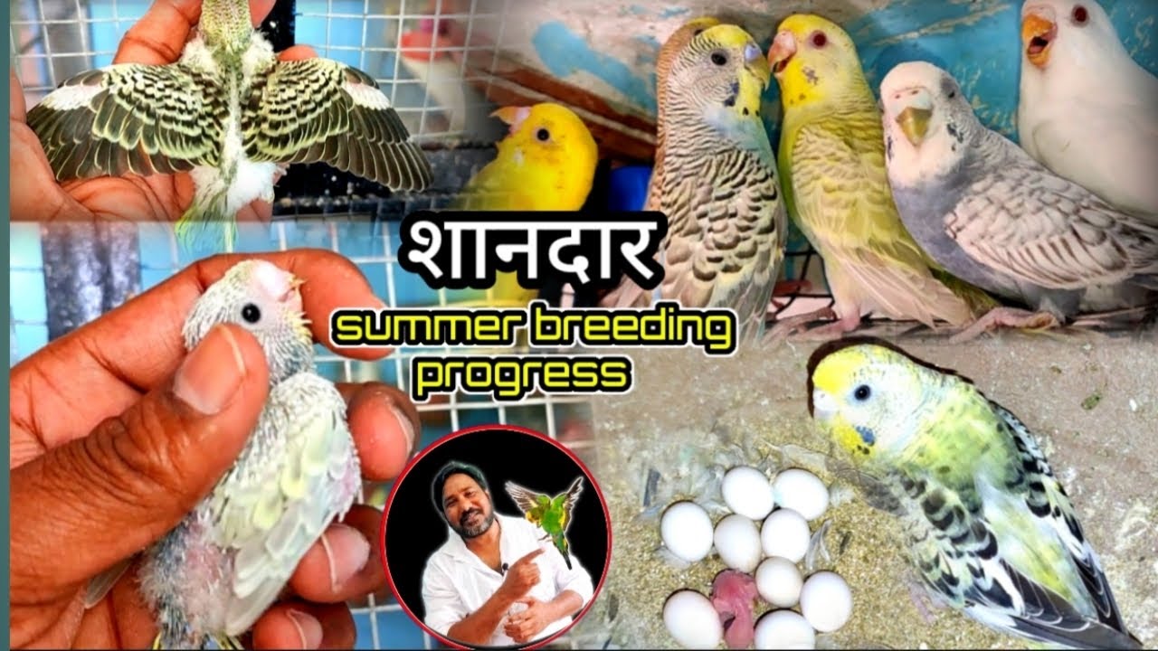 Austrelian Parrot Breeding Progress In Summer Season // budgies parrot ...