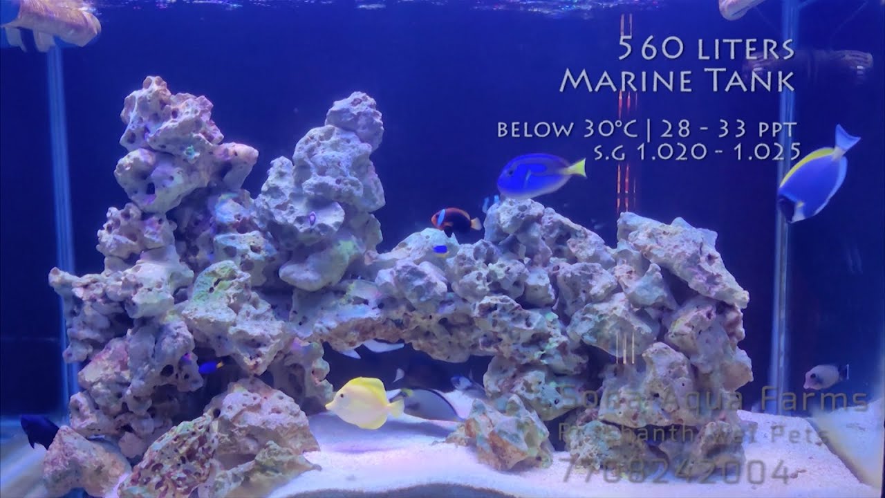 Aquarium video | Marine Aquarium Tank | Sona Aqua Farms - YouTube