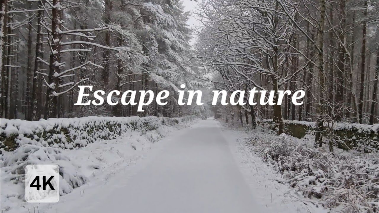 4K Beautiful snowy winter walk in nature. Relaxing snow crunch sound ...