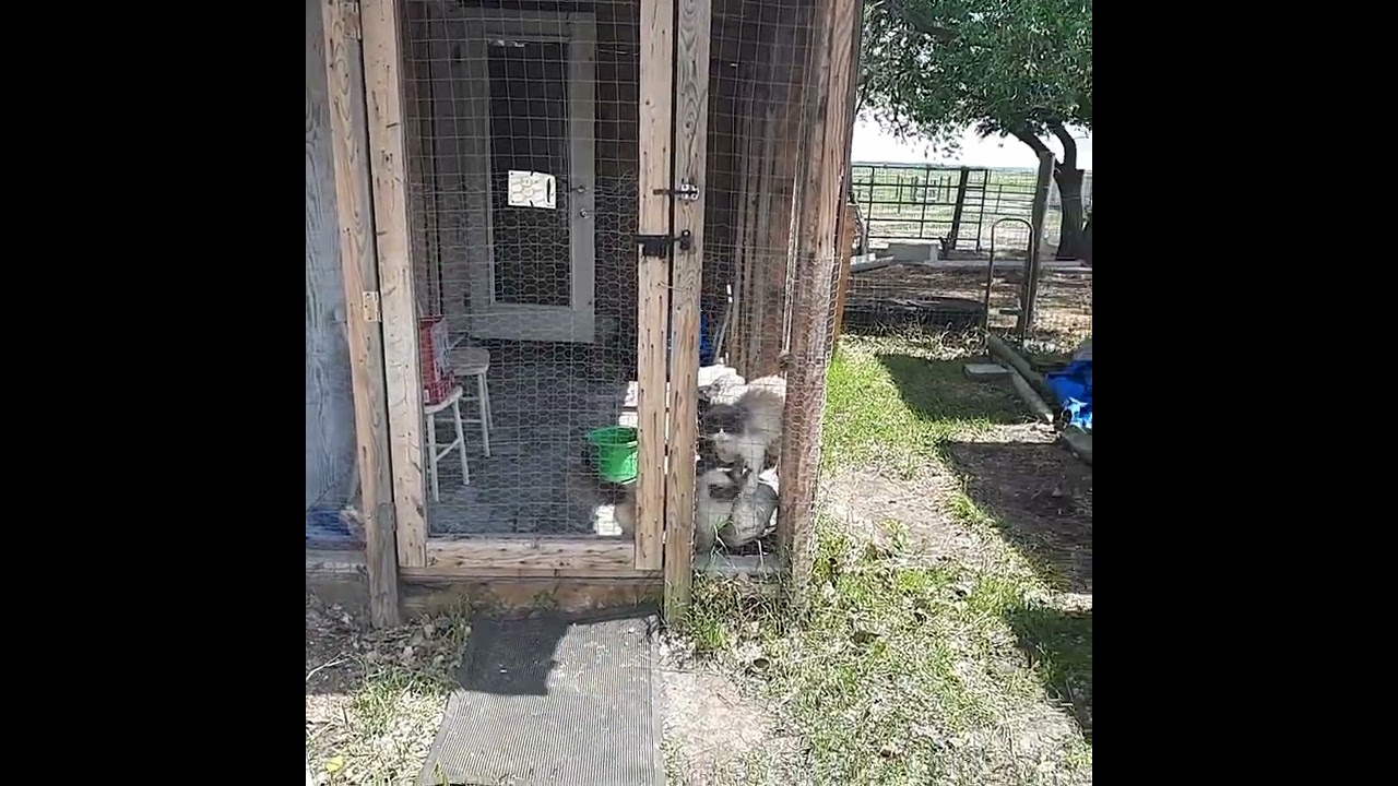 Darlene's cat breeding pen! - YouTube