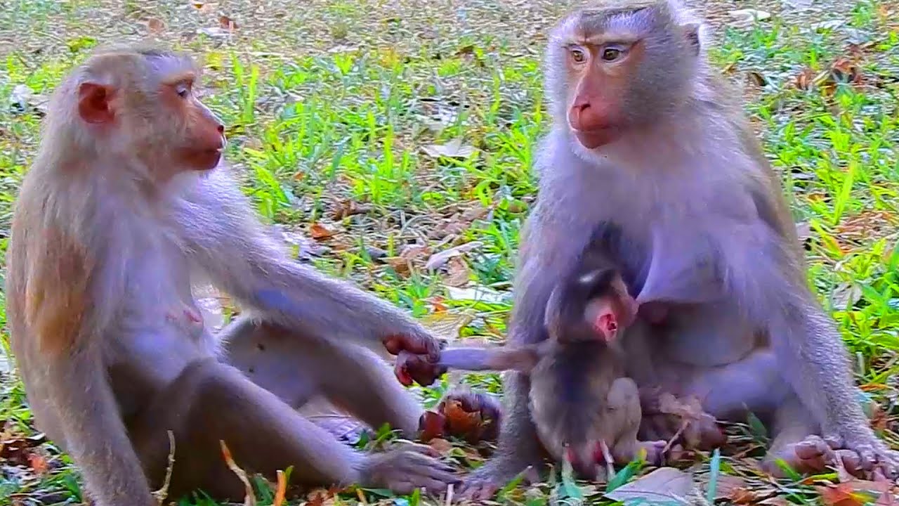 Unbelievable! Why Joyce trying to stop Lily breastfeeding from Libby? What will Libby do to ...