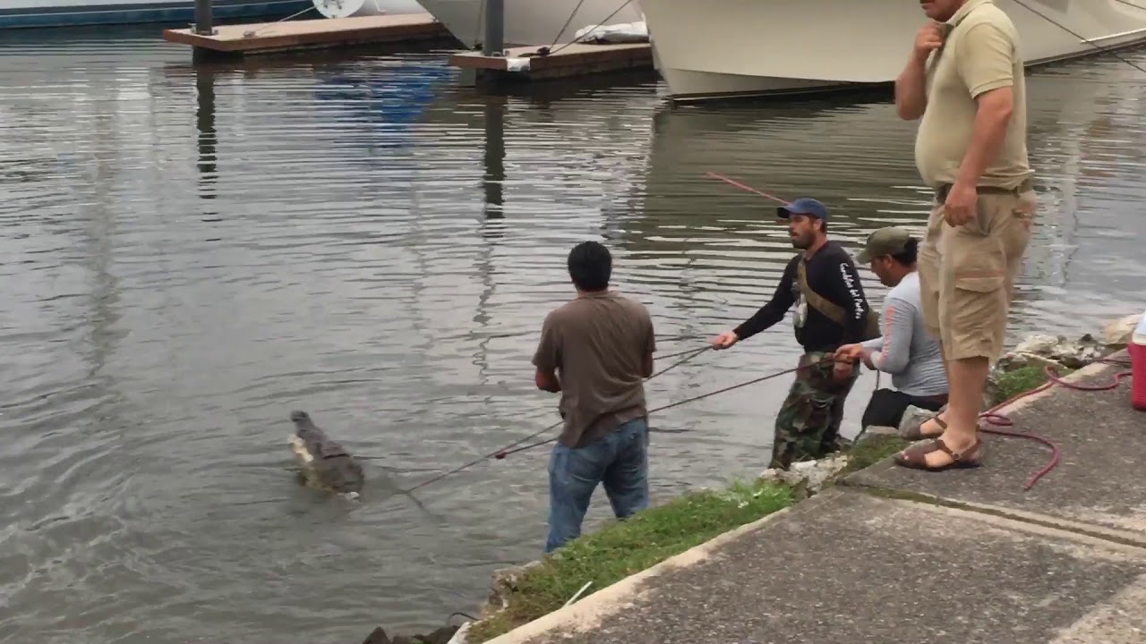 Crocodile in Puerto Vallarta - YouTube